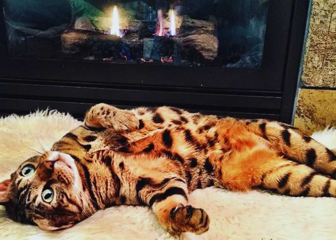 Cheetoh Kedisi Özellikleri Ve Bakımı - Vetes Veteriner