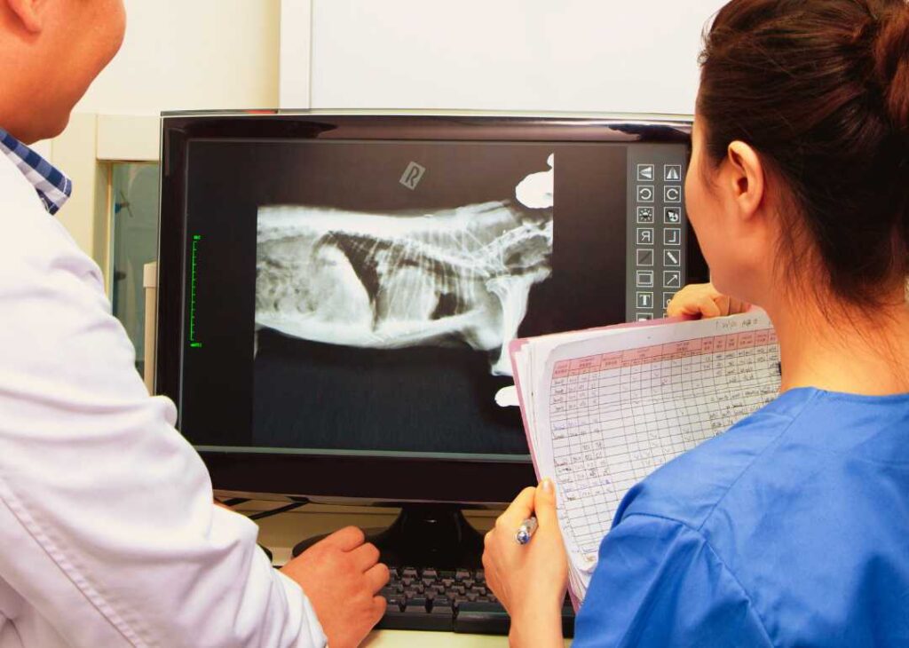 Veterinerlik Hakkında Bilgiler - Vetes Veteriner