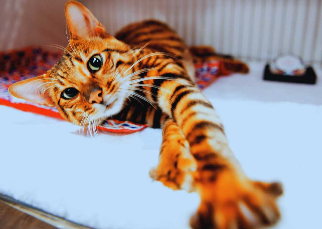 En Az Tüy Döken Kedi Irkları - Vetes Veteriner