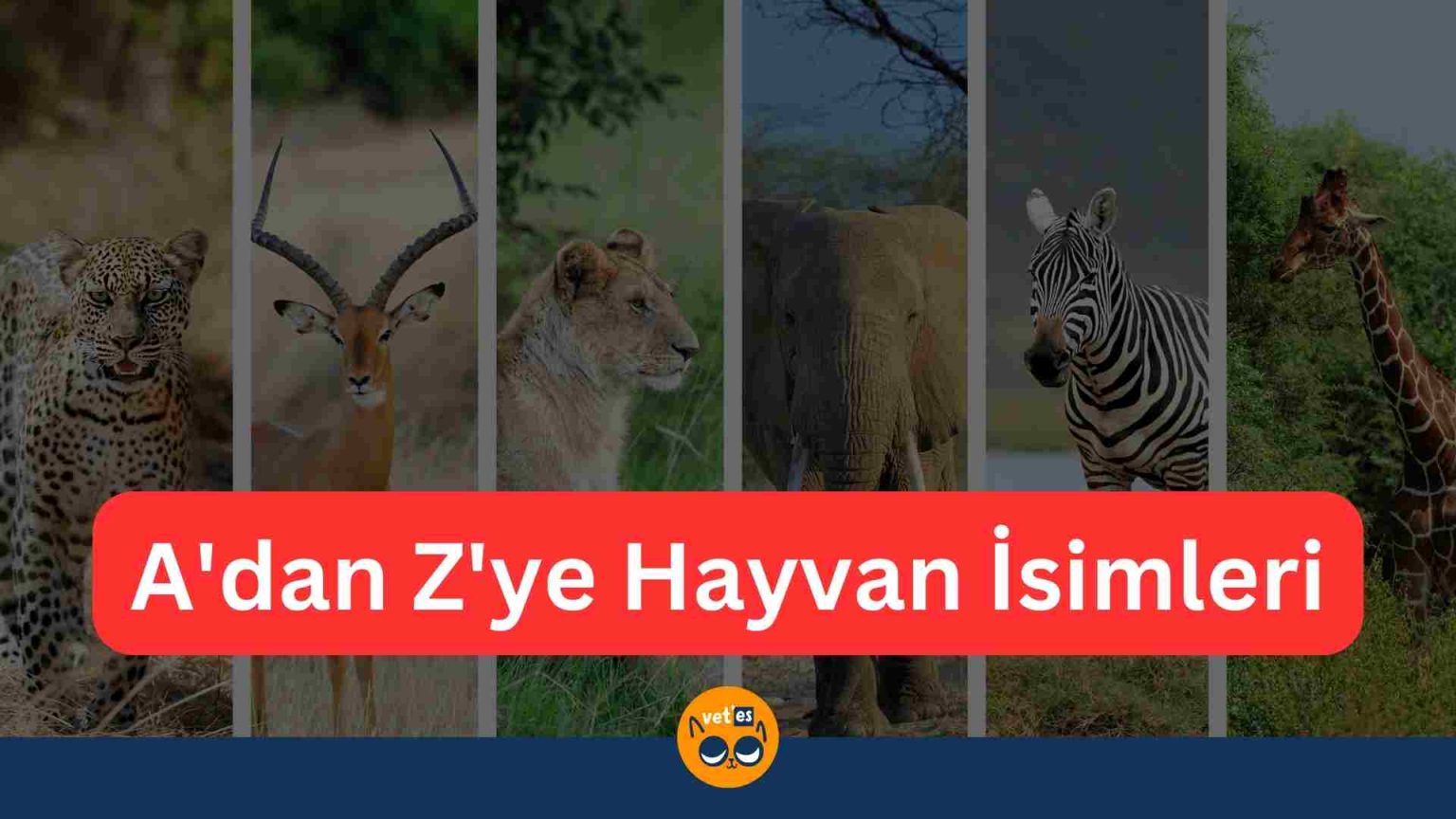 Alfabetik Hayvan İsimleri - Vetes Veteriner