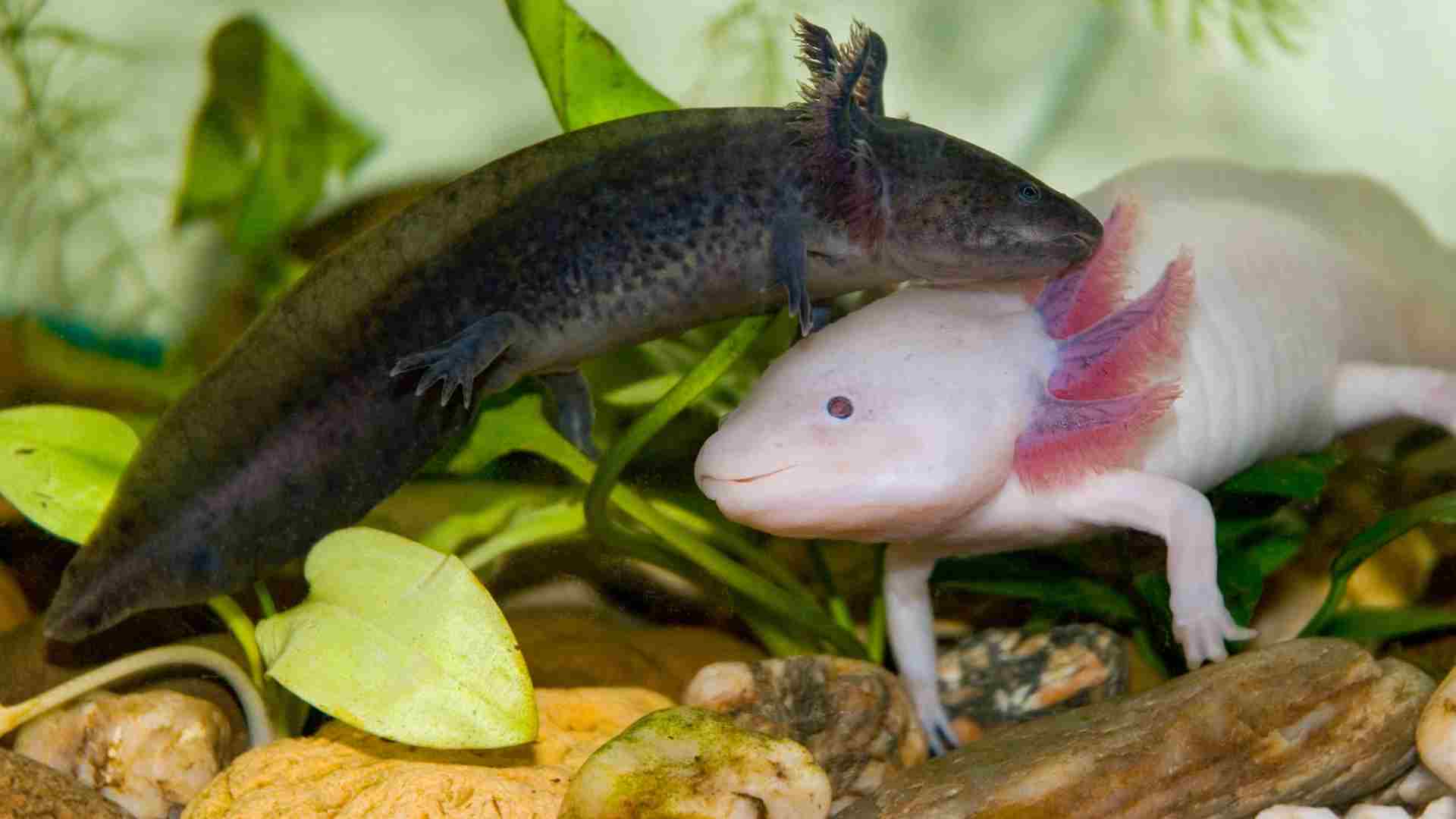 Evcil Hayvan Özellikleri - Vetes Veteriner