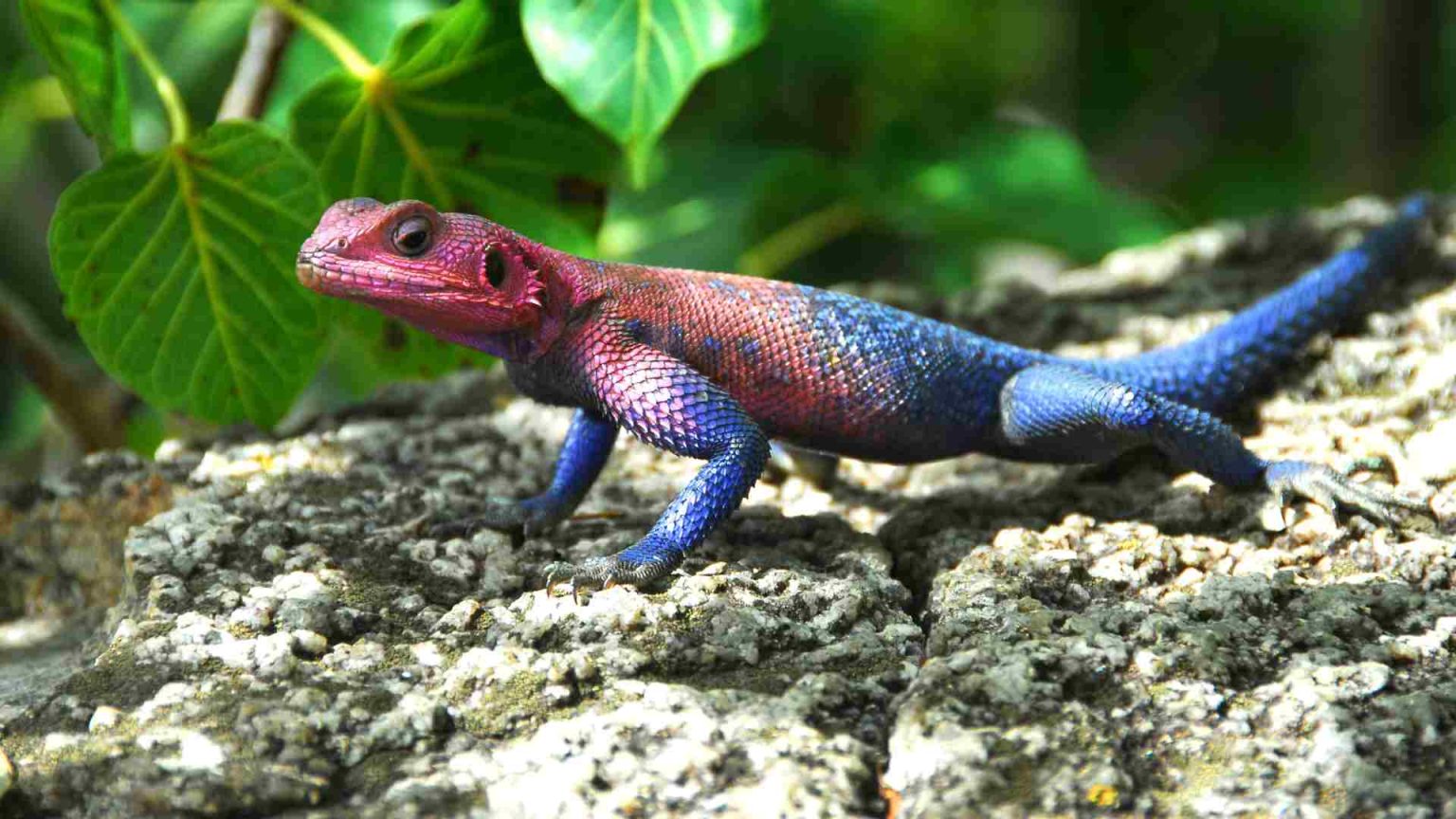 Evcil Hayvan Özellikleri - Vetes Veteriner