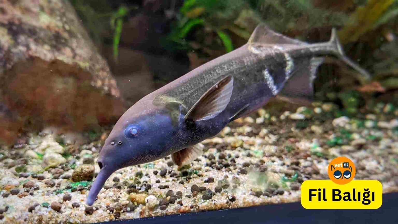 Alfabetik Hayvan İsimleri - Vetes Veteriner