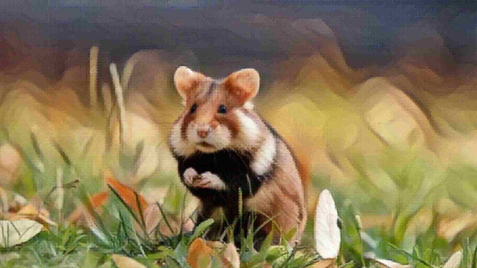 Alfabetik Hayvan İsimleri - Vetes Veteriner