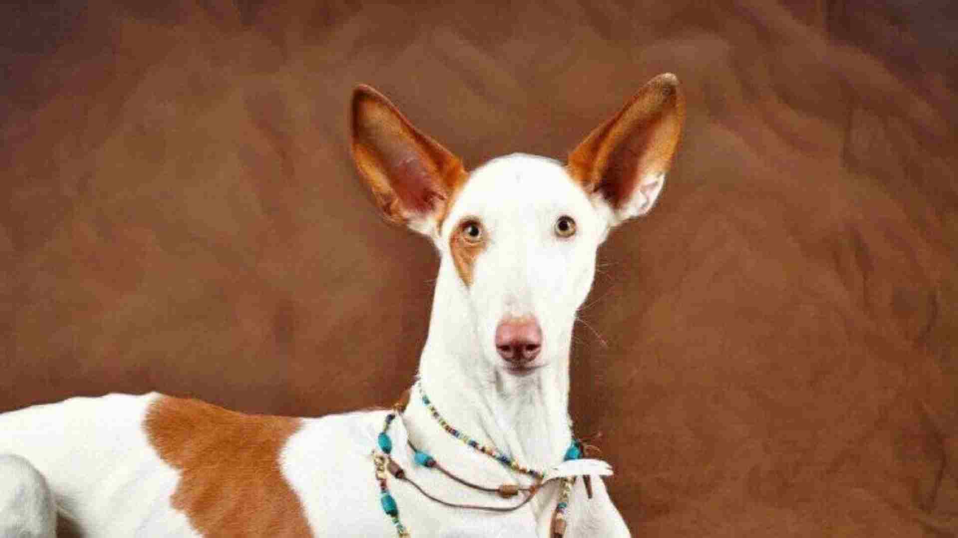 Alfabetik Hayvan İsimleri - Vetes Veteriner