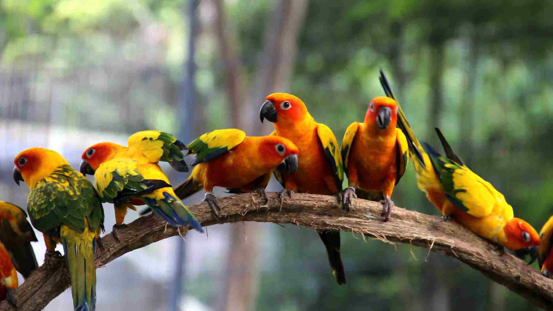 Evcil Hayvan Özellikleri - Vetes Veteriner