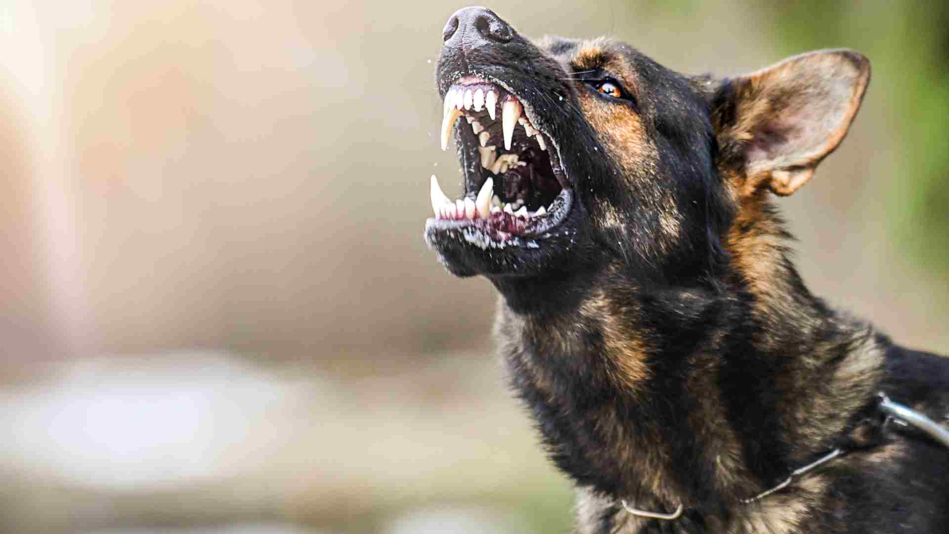 Kedi Kuduz Belirtileri - Vetes Veteriner